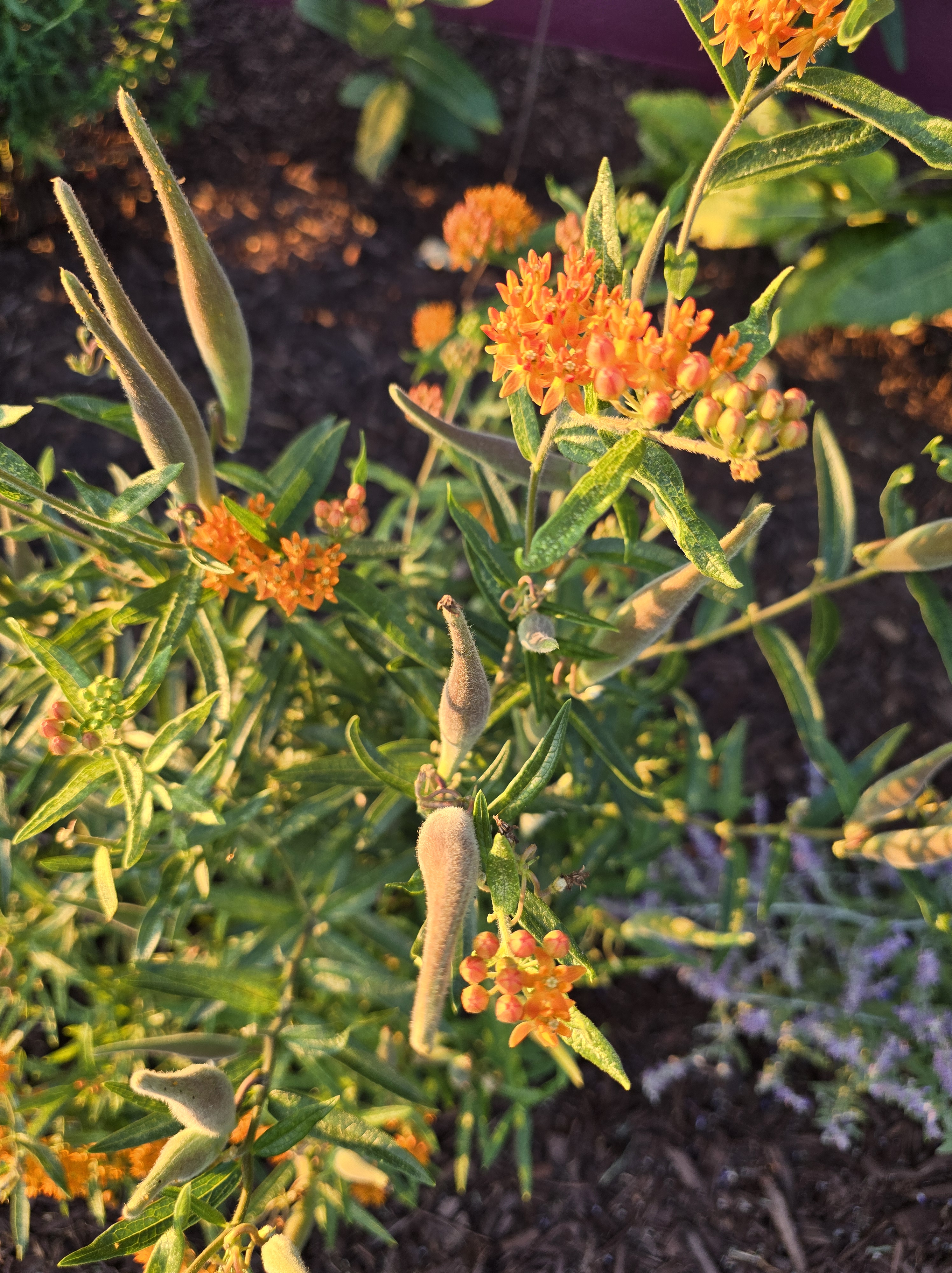 Monarch Waystation:🚉Griffith Junction Butterfly Stop! 🦋 – Griffith ...