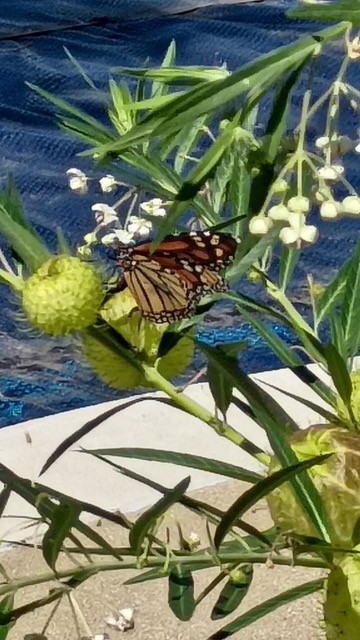 News From the Griffith Junction Butterfly Stop! – Griffith History Museums