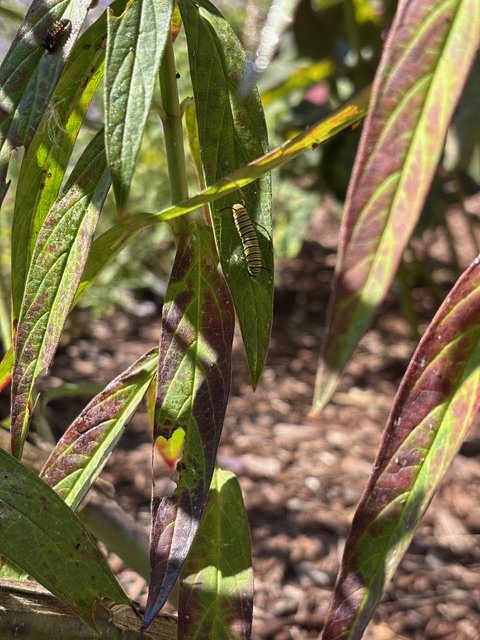 News From the Griffith Junction Butterfly Stop! – Griffith History Museums
